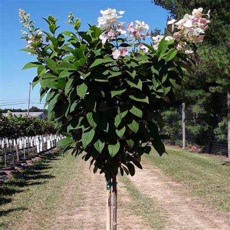 Overdevest Nurseries Lp Hydrangea Pan Quick Fire® Tree Commercial