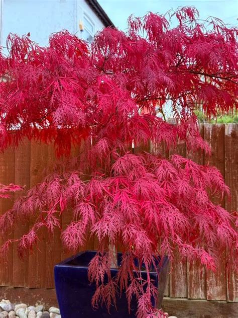 წითელი ნეკერჩხალი Added A New Photo წითელი ნეკერჩხალი