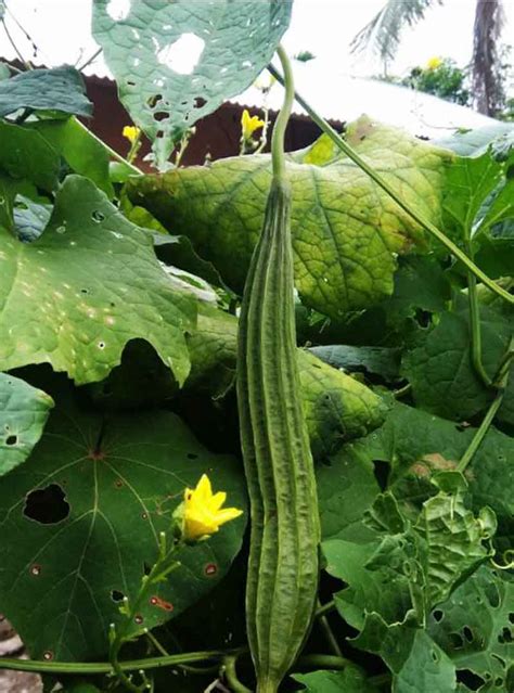 15 Manfaat Oyong Untuk Kesehatan Kecantikan Dan Ibu Hamil