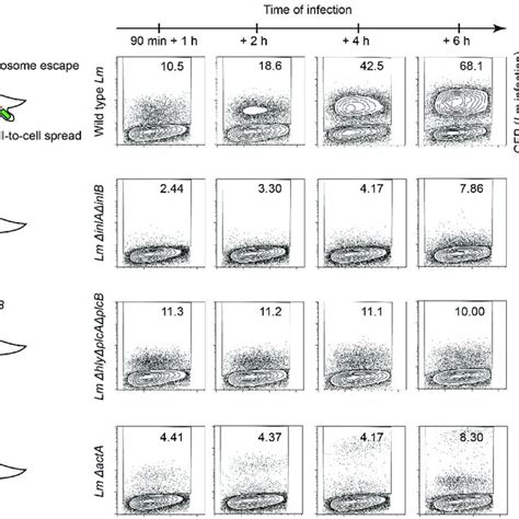 Fluorescence Based Screening Approach A D Diagram Illustrating Download Scientific Diagram