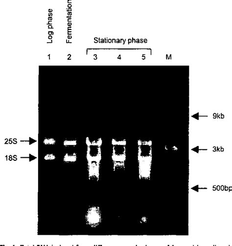 Figure 1 From Total Rna Isolation From Recalcitrant Yeast Cells Semantic Scholar