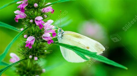 Insect Birds And Insects Butterfly Powerpoint Background For Free Download Slidesdocs