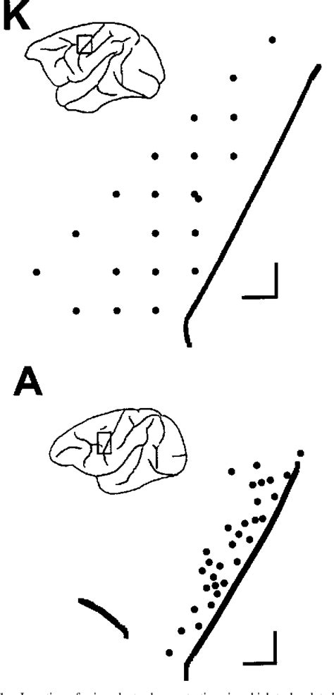 Figure 1 From Limited Functional Grouping Of Neurons In The Motor Cortex Hand Area During