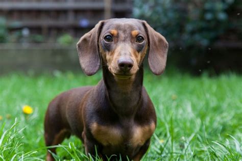 What Is The Dachshund Life Expectancy Animalfate