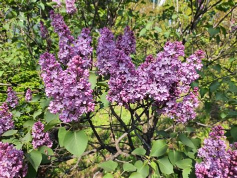 수수꽃다리와 라일락 구별하기 네이버 블로그