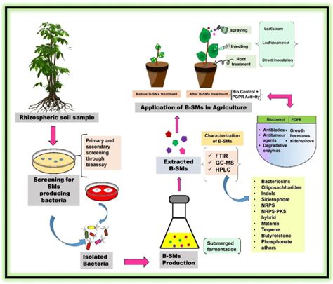 Schematic Representations For B Sms Production And Its Characterization