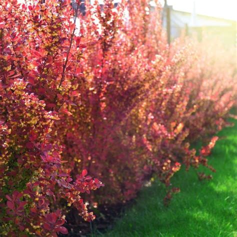 Best Shrubs For Privacy Texas At Amanda Litherland Blog