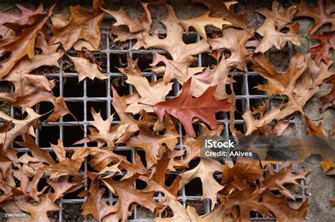 금속 배수 창살 아래에 누워있는 아름다운 마른 참나무 잎을 클로즈업하여 야외 환경에서 가을 배경을 만듭니다 0명에 대한 스톡 사진 및 기타 이미지 Istock