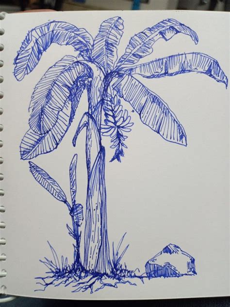 Banana Tree Ink Pen Sketch Pratik Artz