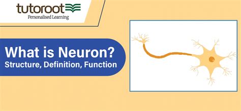 What Is Neuron Structure Definition Function