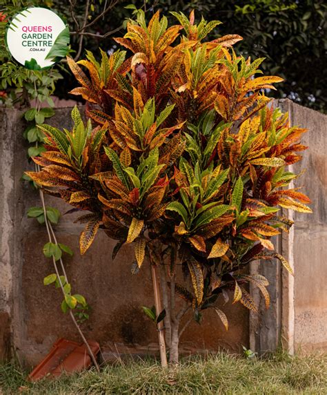 Buy Codiaeum Variegatum Mammy Croton Online In Australia Queens