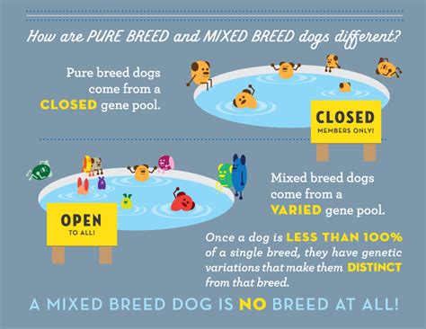 Canine Genome Infographic National Canine Research Council