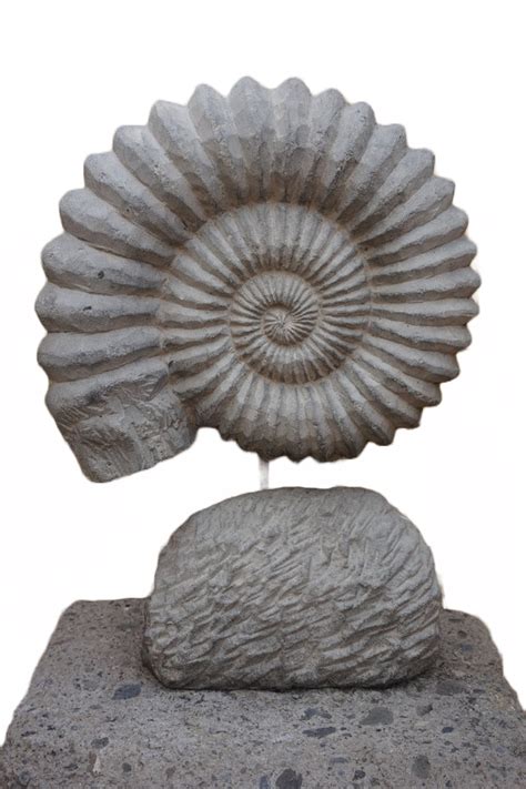 Schelp Fossiel Op Voet Eliassen Home And Garden Pleasure