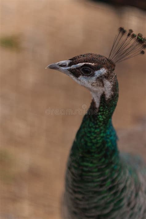 Exotic Peacock Bird On A Summer Day Stock Image Image Of Decorative