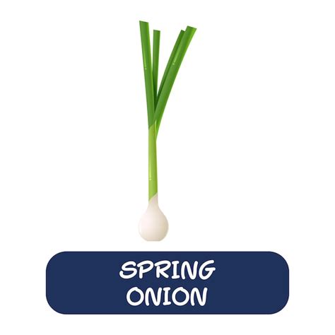 만화 봄 양파 야채 벡터 흰색 배경에 고립 프리미엄 벡터
