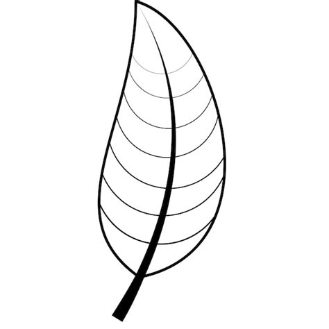 Premium Vector Wood Leaf Contour Drawing