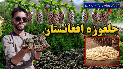 جلغوزه افغانستان، در گزارش ویژه وارث مجددی Youtube