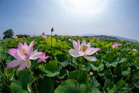蓮の花が咲く頃 GANREF