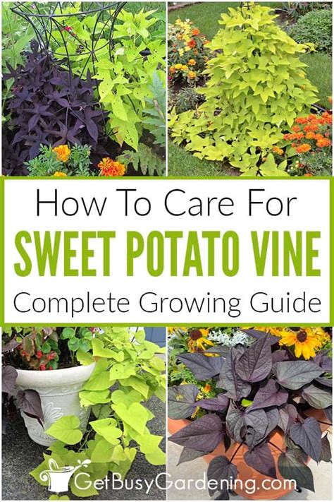 Sweet Potato Vine Plant Care And Growing Guide