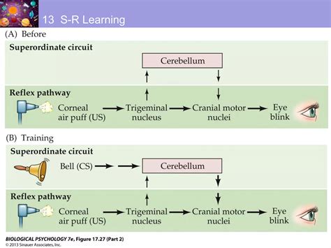 Biological Psychology Learning And Memory Ppt Free Download