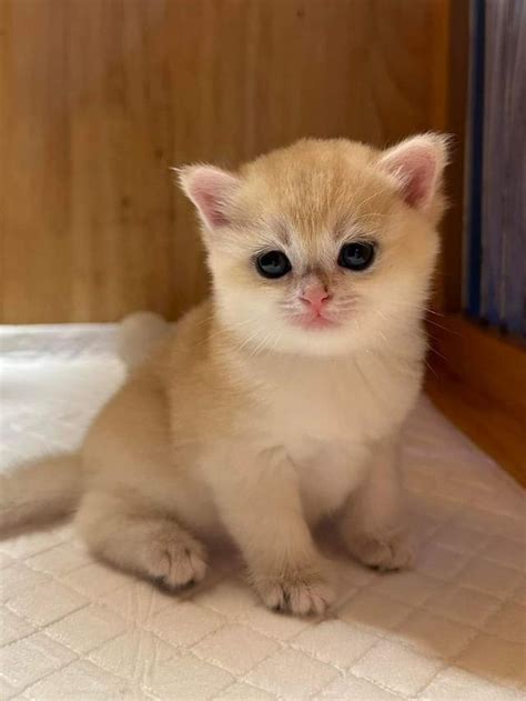 ขายน้องเเมวพันธุ์บริติชช็อตเเฮร์ Ennxo