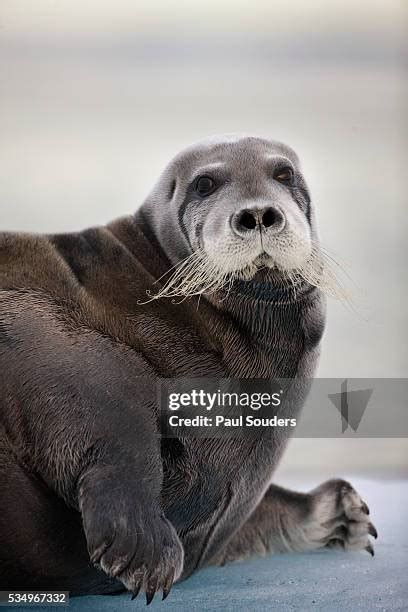 Arctic Seals Photos And Premium High Res Pictures Getty Images