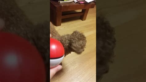 포켓몬 강아지 Youtube