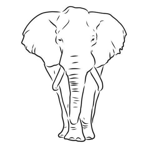 Elephant Vector Sketch 11094209 Vector Art At Vecteezy
