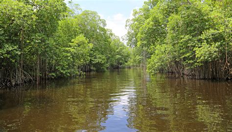 Discover Indias 8 Distinct Types Of Mangrove Forests Grow Billion Trees