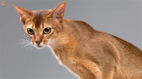 Abyssinian Cat Personality Care Colors Cost And Adoption Guide
