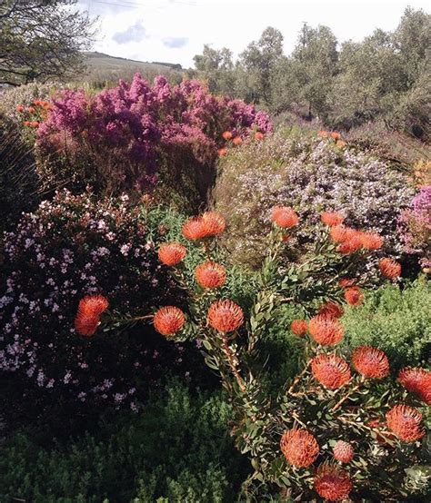 Fynbos Garden At Cavalli Estate