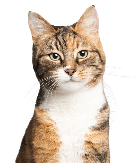Cats Drontal