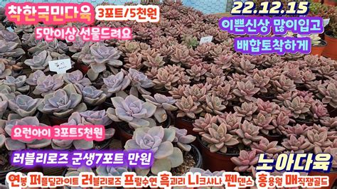 노아다육1탄3포트5천원러블리로즈군생 7포트만원프릴수연흑괴리우주목루비틴트매직쨈홍용월퍼플딜라이트연봉오팔리나당인홍미인천후엽니크샤나배합토 Youtube