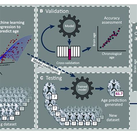 Summary Of Brain Age Prediction Using A Supervised Machine Learning Download Scientific