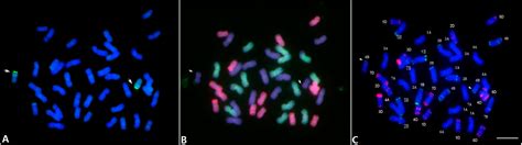 Molecular Characterization Of A New Wheat Thinopyrum Intermedium Translocation Line With