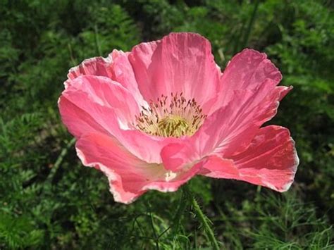 Яндекс Диск для фото — облачное хранилище фотографий Маки Фотографии Искусство