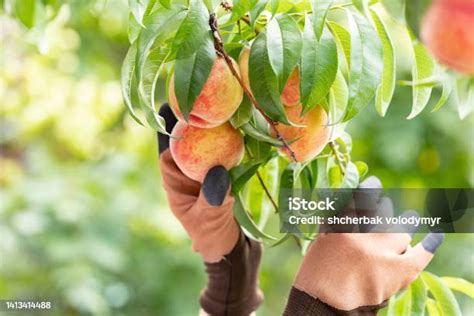 복숭아 수확 여름 과수원에서 잘 익은 유기농 복숭아를 따는 노인 여성 과일을 확인하는 농부 가을에 대한 스톡 사진 및 기타 이미지 Istock