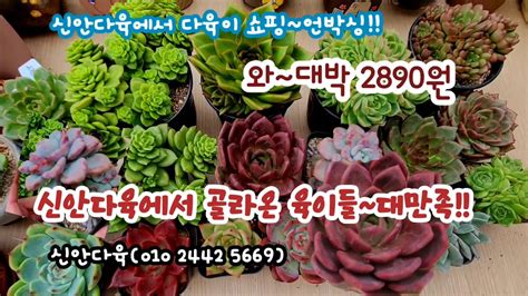 쇼핑하고 언박싱💗추석선물 받았어요 💗 너무예쁜다육 가격까지 착하면금상첨화 선물 받으셔서 행복누리세요 신안다육 명절연휴 정상 영업 Youtube