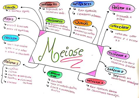 Mapa Mental Sobre Meiose Maps4study