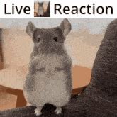 S De Chinchilla Tenor