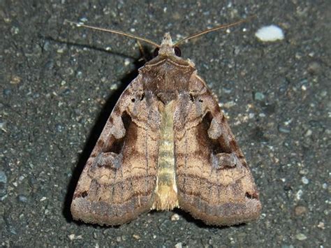 クロフトビイロヤガ 北海道の昆虫