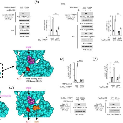 Ampk Dependent S314 Phosphorylation Activates Nampt By Facilitating Download Scientific Diagram