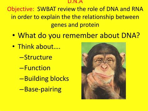 Ppt What Do You Remember About Dna Think About… Structure Function Building Blocks Base