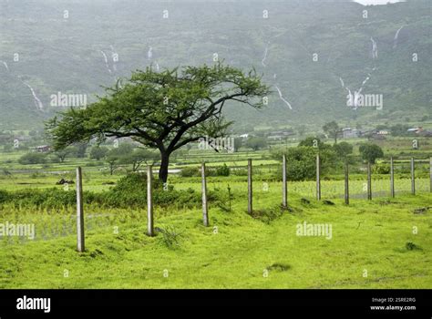 Babool Tree On Overcast Day In Rainy Season At Pune Maharashra India