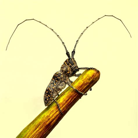 Mesquite Girdler Beetle Focal World