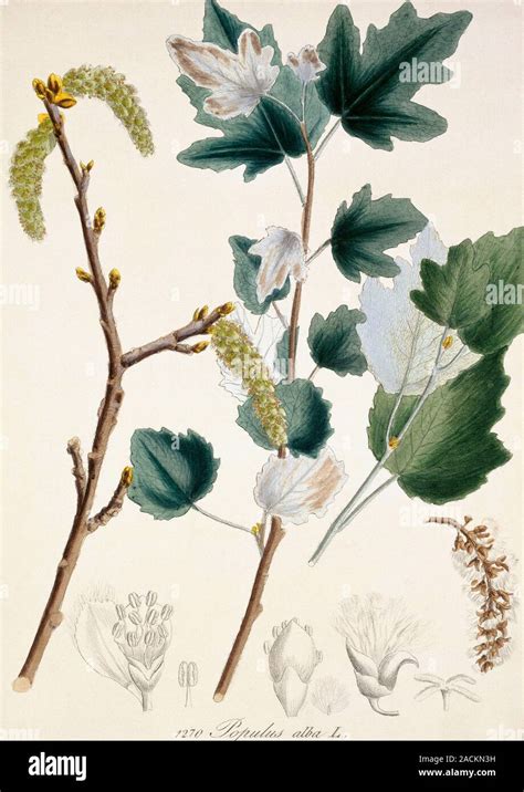 White Poplar Tree Populus Alba Foliage Catkins And Fruit
