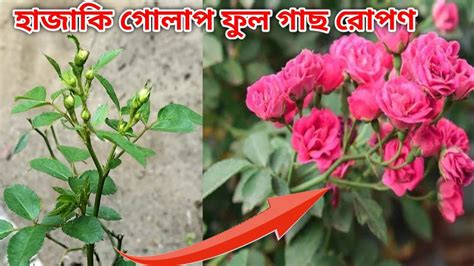 হাজাকি গোলাপ ফুল গাছ রোপণ করা পদ্ধতি।hajaki Rose Flower Plant Youtube