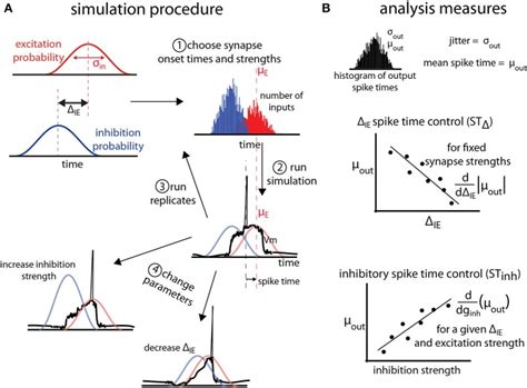 General Protocol For Simulations A Excitatory Red And Inhibitory Download Scientific