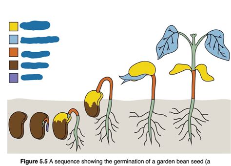Seed Plant Phylogeny Diagram