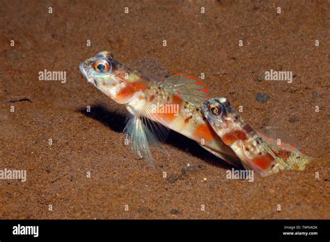 Redmargin Shrimpgoby Amblyeleotris Rubrimarginata Pair In Burrow